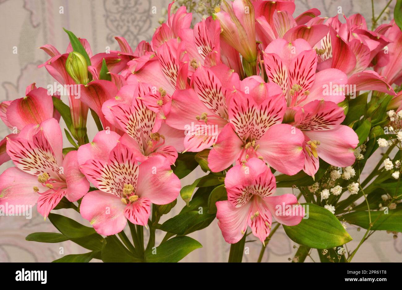 Flower Peruvian lily Alstroemeria (Latin Alstroemeria Stock Photo - Alamy