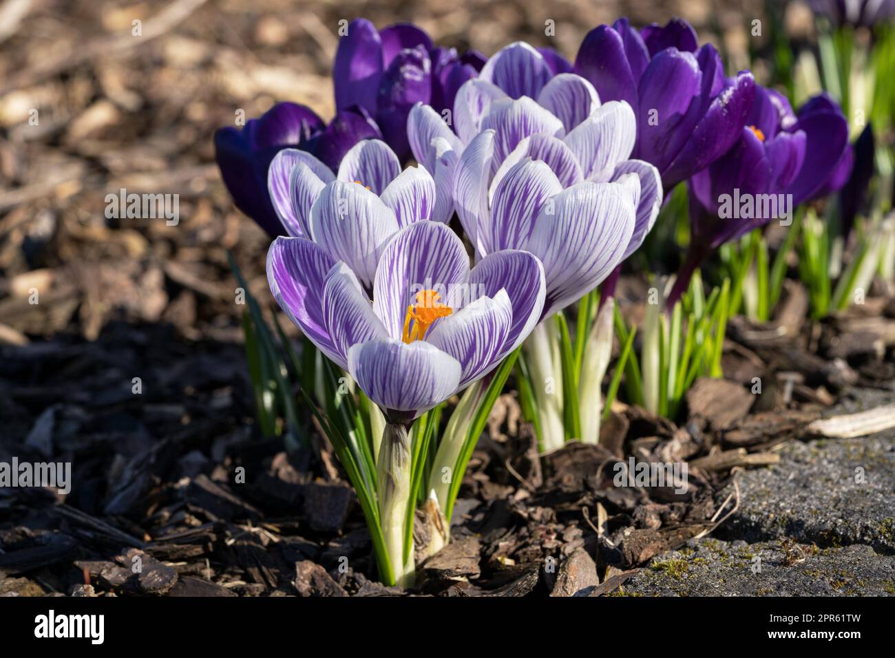 Spring scenic crocus flowers hi-res stock photography and images - Alamy