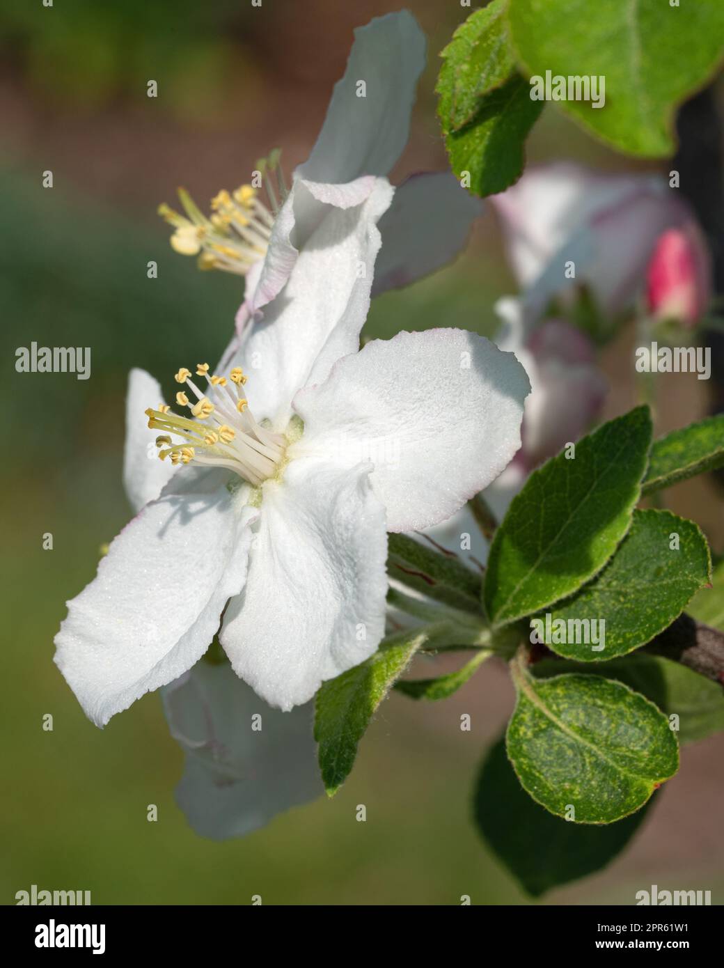 Life cycle of apple tree hi-res stock photography and images - Alamy