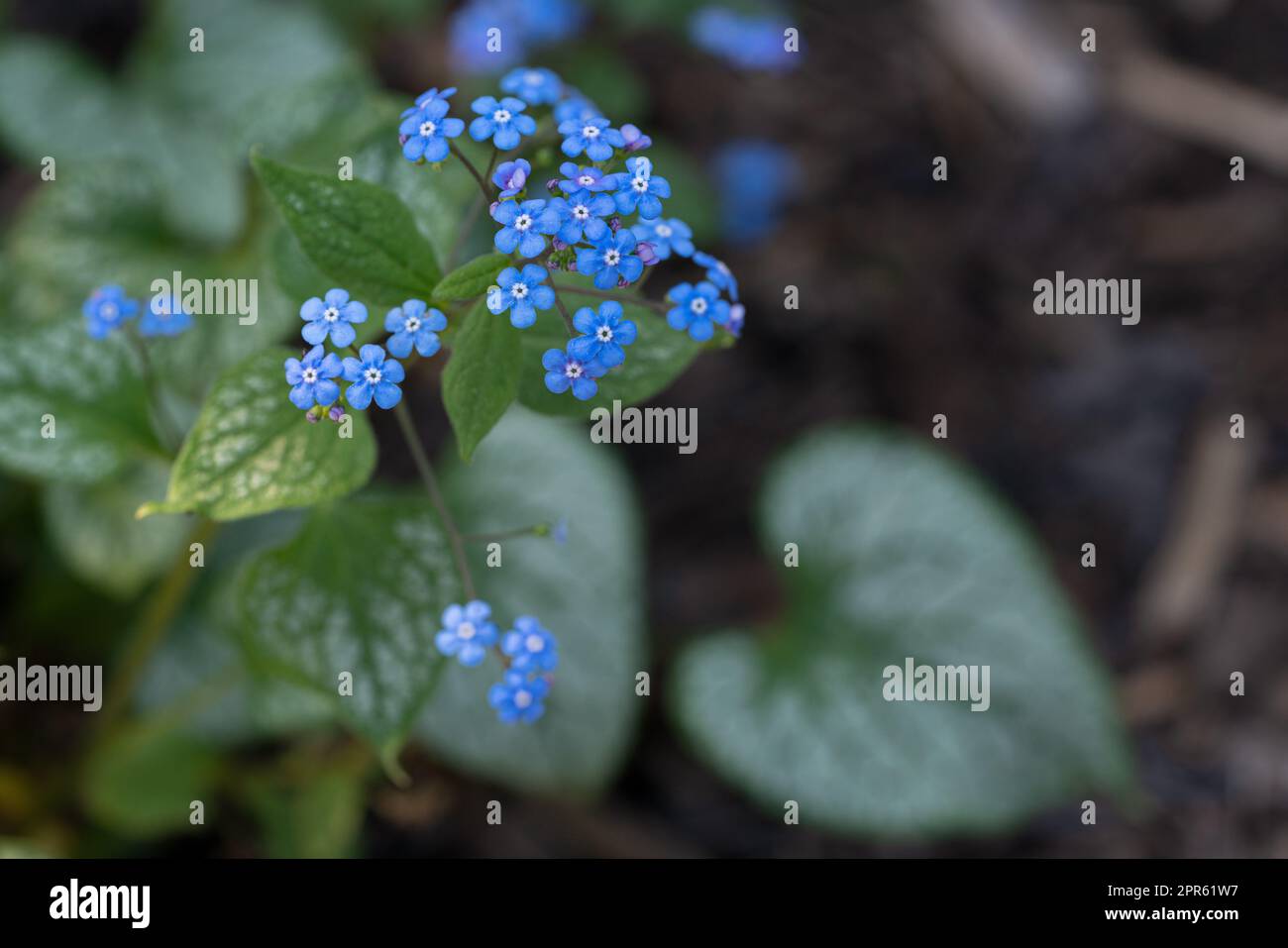 Siberian bugloss, Brunnera macrophylla Stock Photo - Alamy