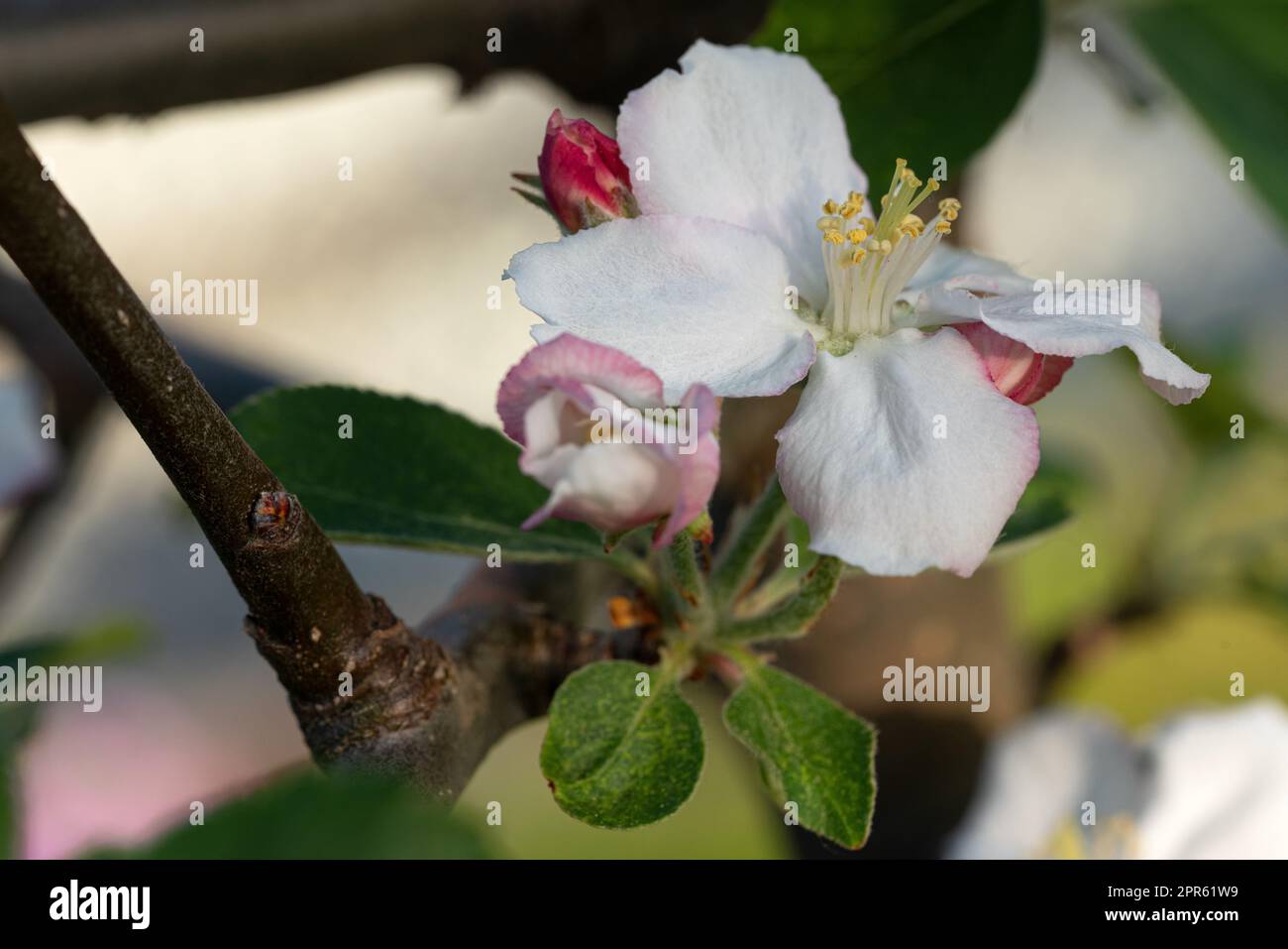 Life cycle of apple tree hi-res stock photography and images - Alamy
