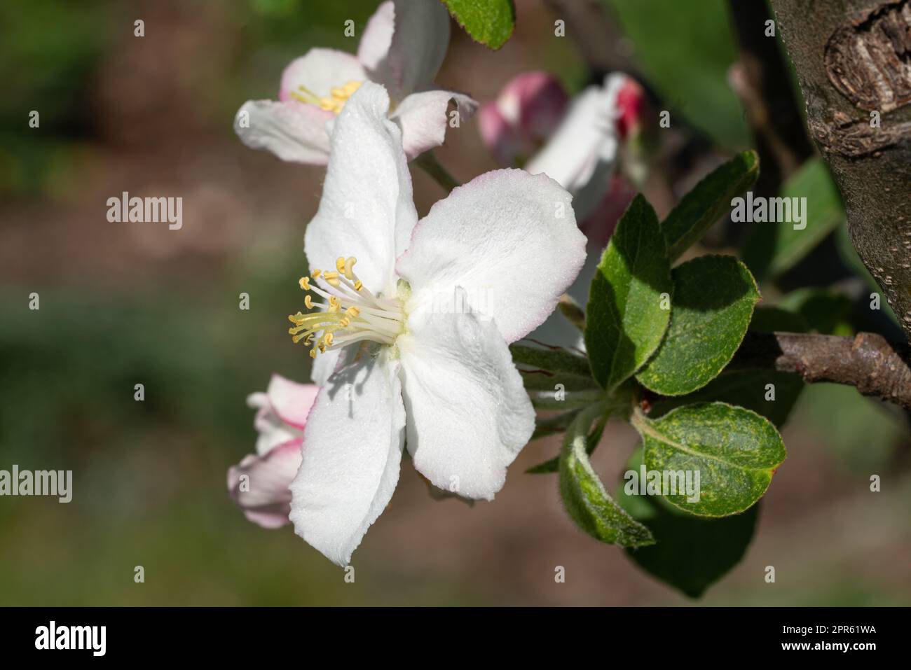 Apple tree, Malus domestica Stock Photo - Alamy