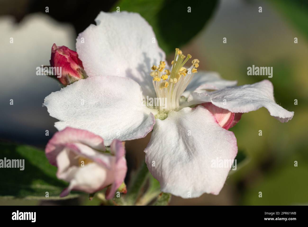 Apple tree, Malus domestica Stock Photo - Alamy