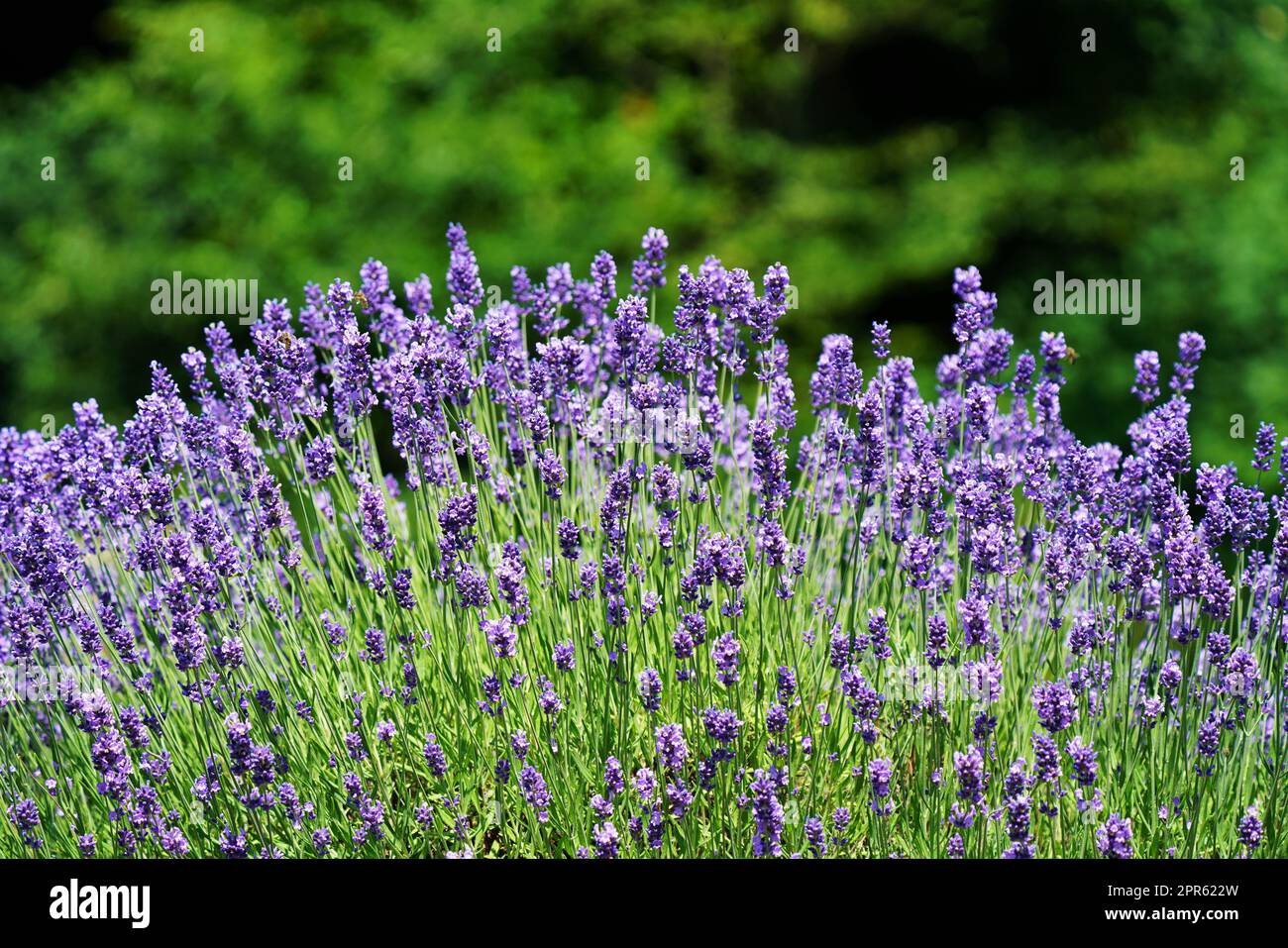 Beautiful protected plants hi-res stock photography and images - Alamy
