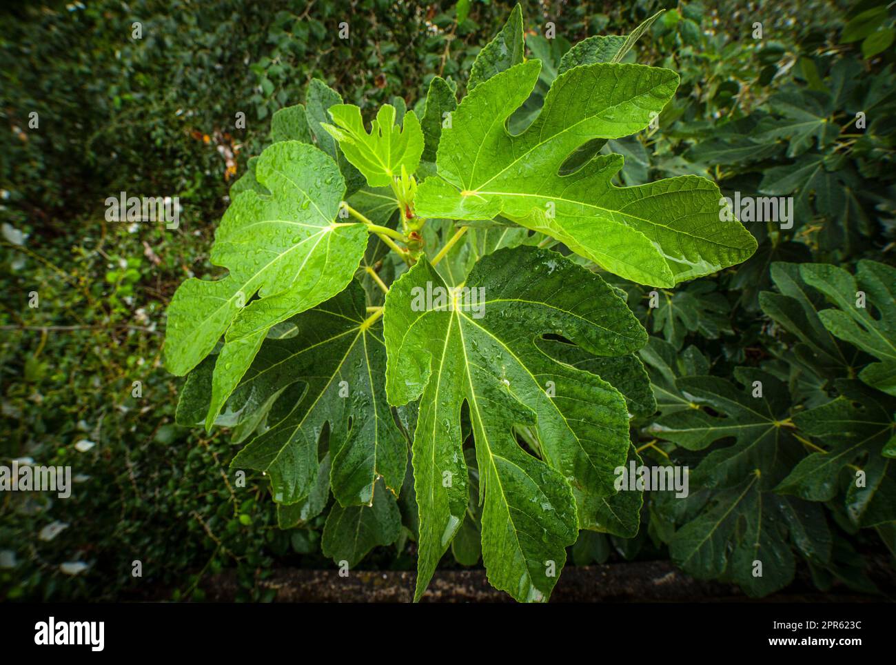 Overhead tree branch hi-res stock photography and images - Alamy