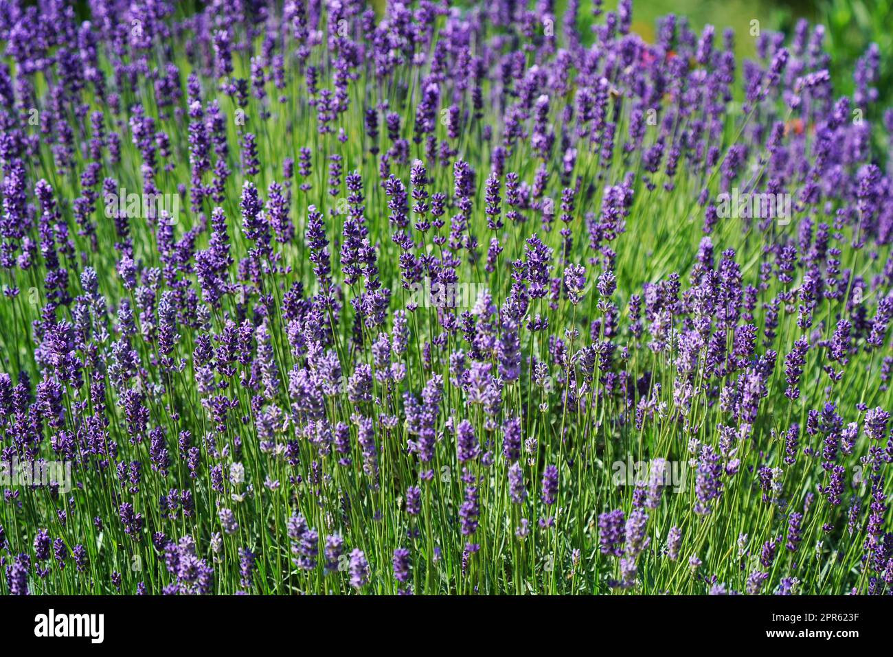 Beautiful protected plants hi-res stock photography and images - Alamy