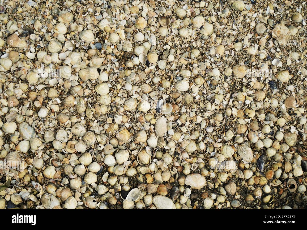 Very many mussel shells at low tide Stock Photo - Alamy