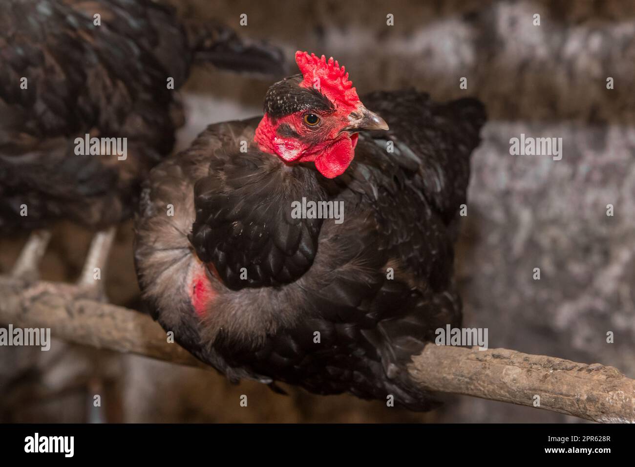 Black domestic chicken hen close up on perch for birds in the barn ...