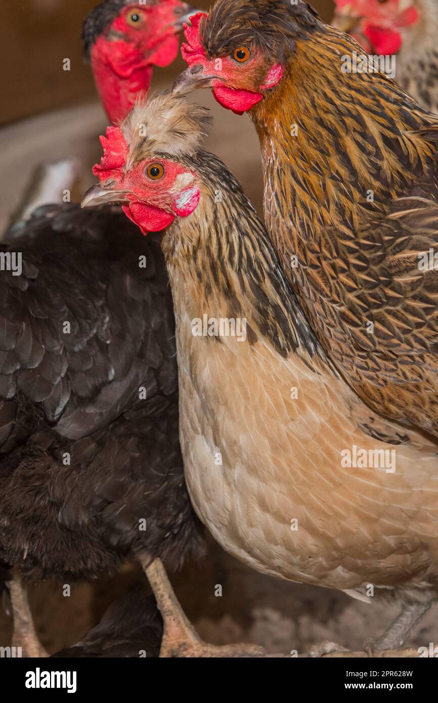 Domestic chickens hens on perch for birds in the barn. Poultry farming ...
