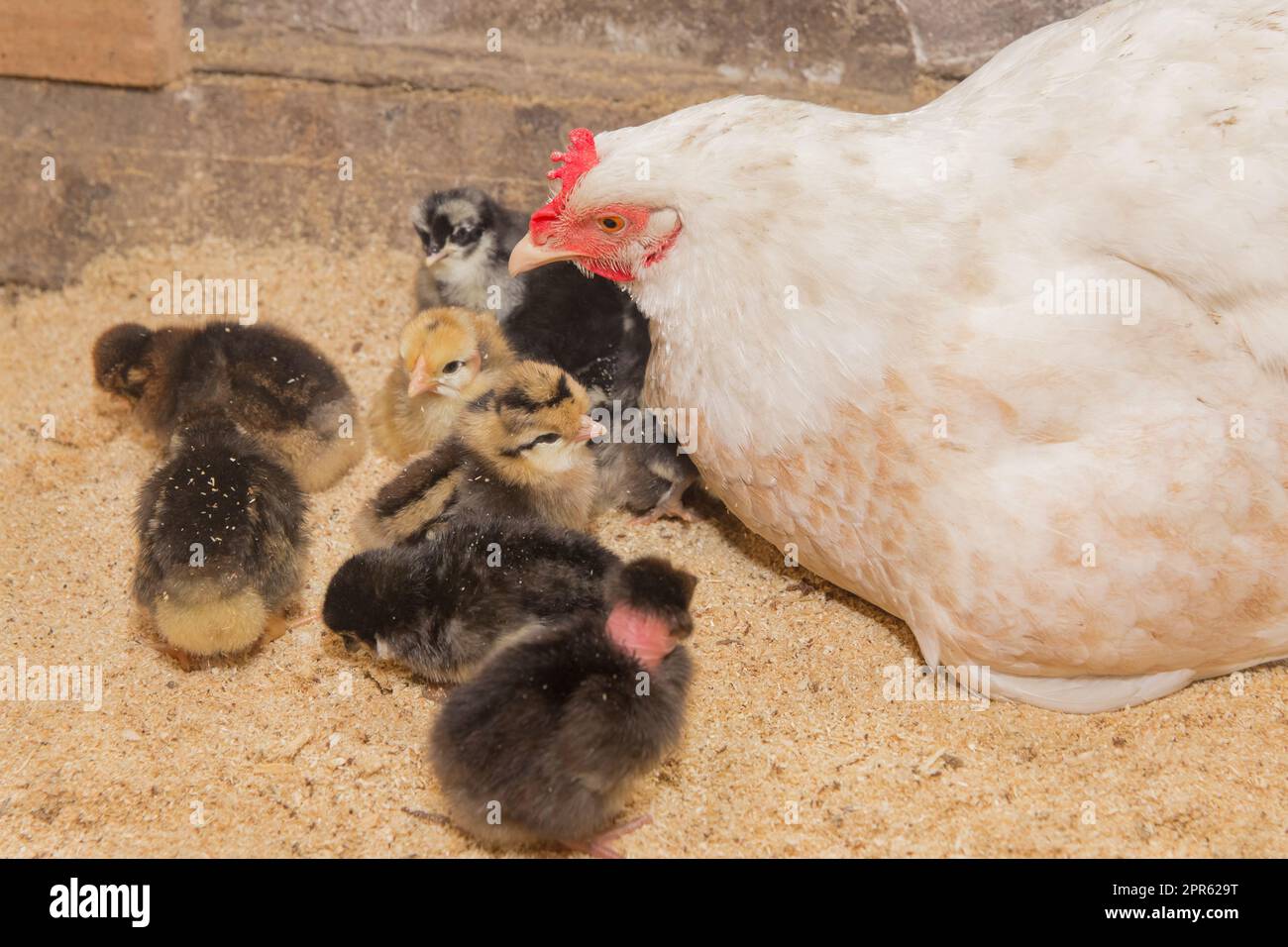 White homemade country chicken hen with a group of dark chickens in a ...