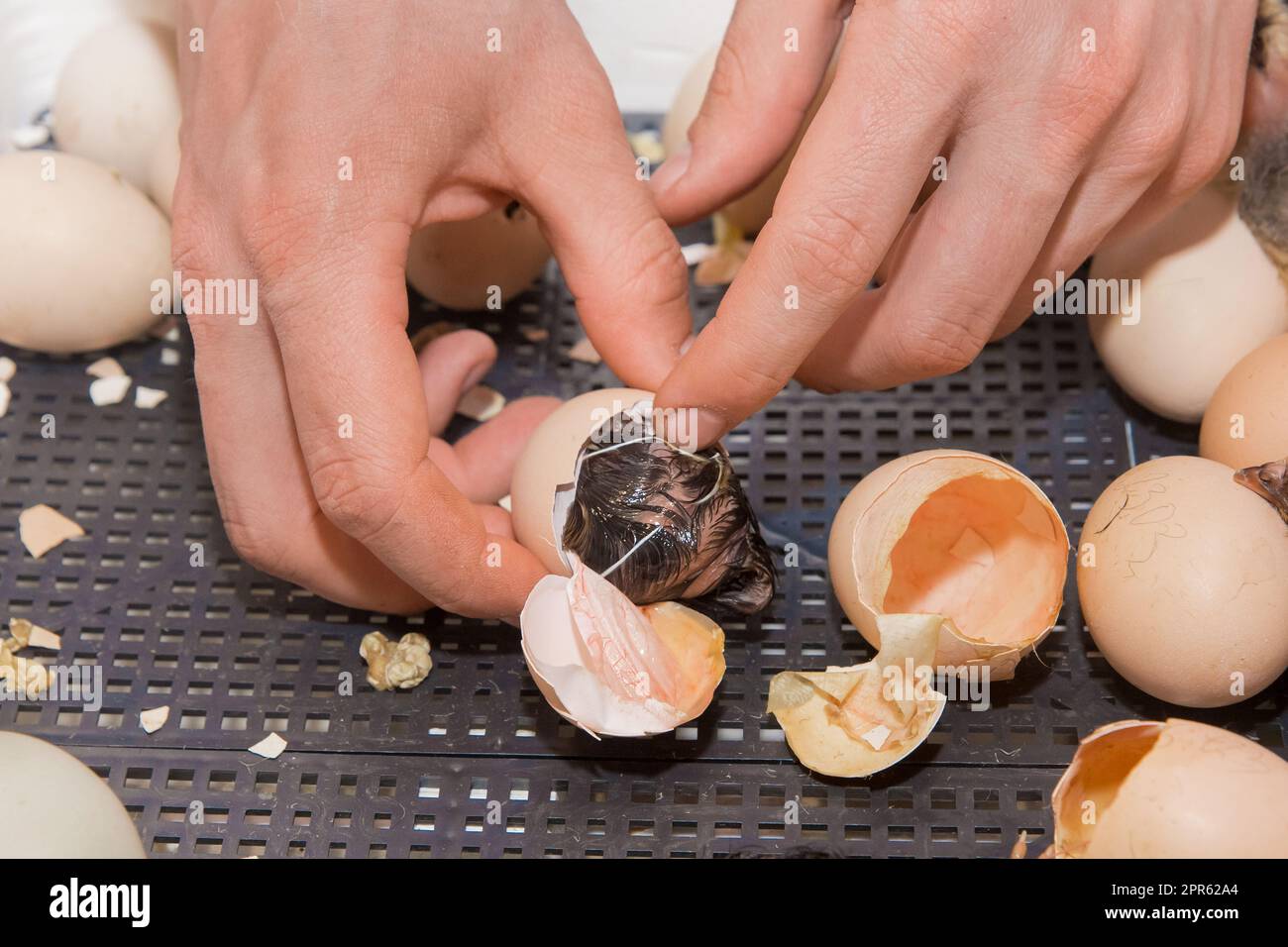 A male farmer helps a newborn chick get out of a chicken hatching egg ...