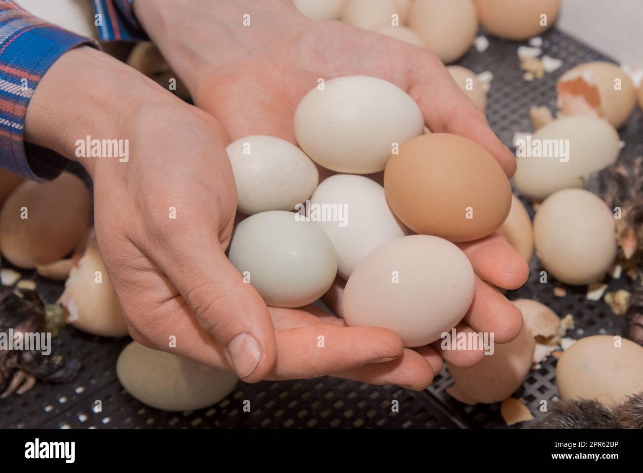 Close-up of a bunch of chicken hatching eggs with chicks inside against ...