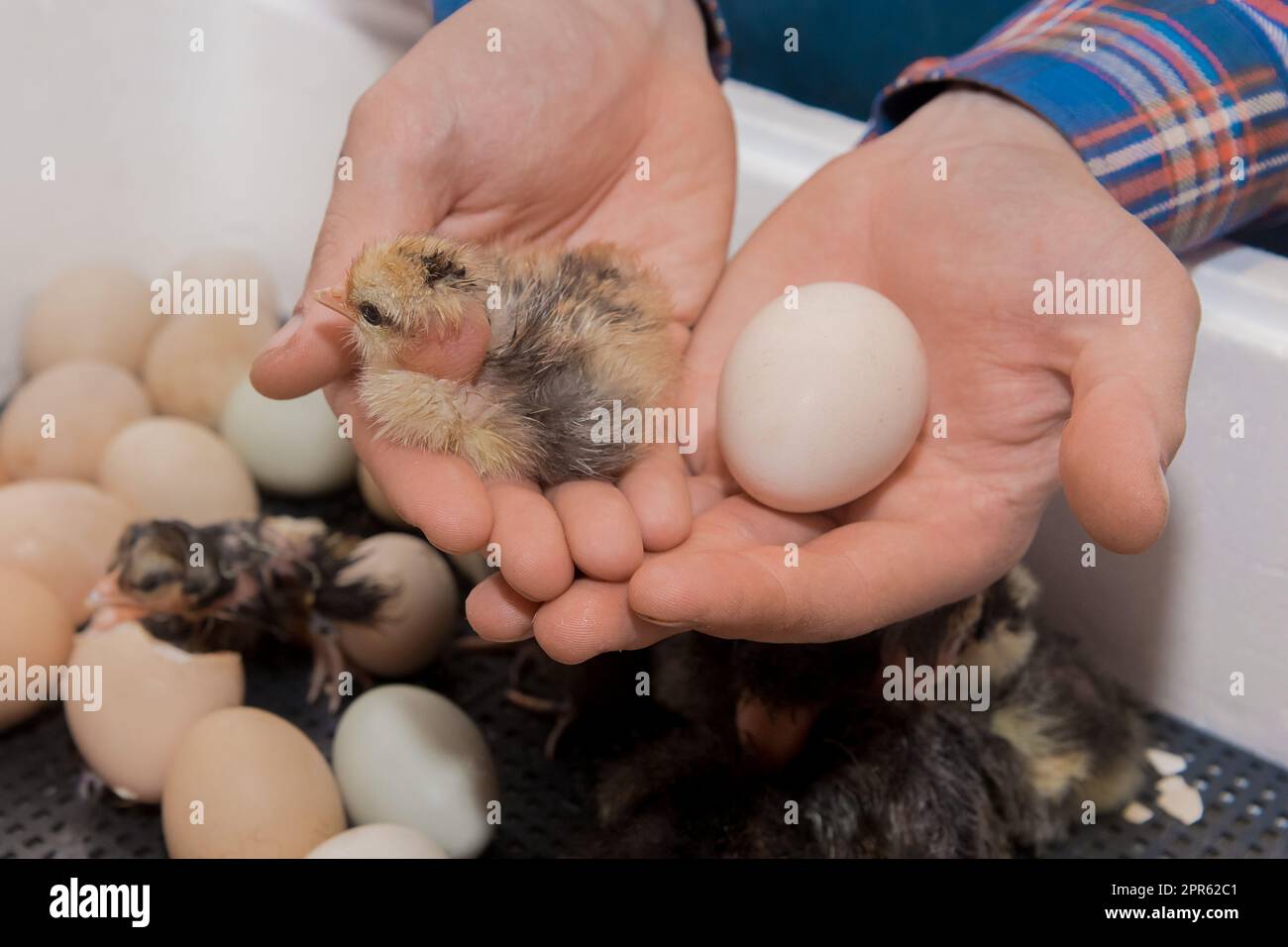 Farmer's hands holding a chicken hatching egg and a small fluffy cute ...