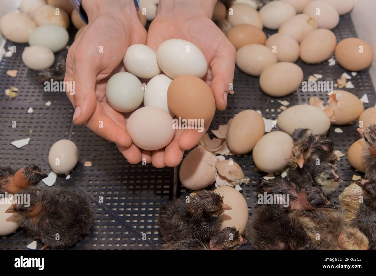 Farmer's hands with a bunch of hatching chicken eggs with chicks inside ...