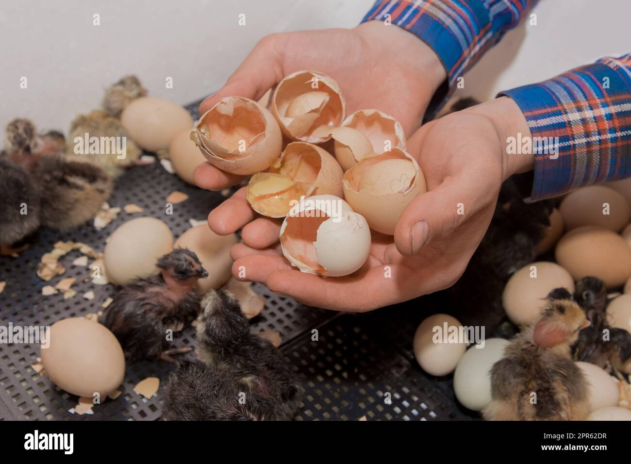 The farmer's hands hold a pile of many eggshells of newborn chicken ...