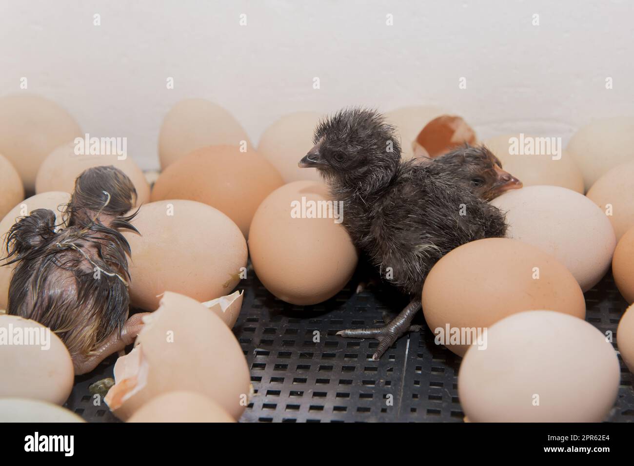 Dark cute fluffy little chicks chickens next to hatching eggs in ...