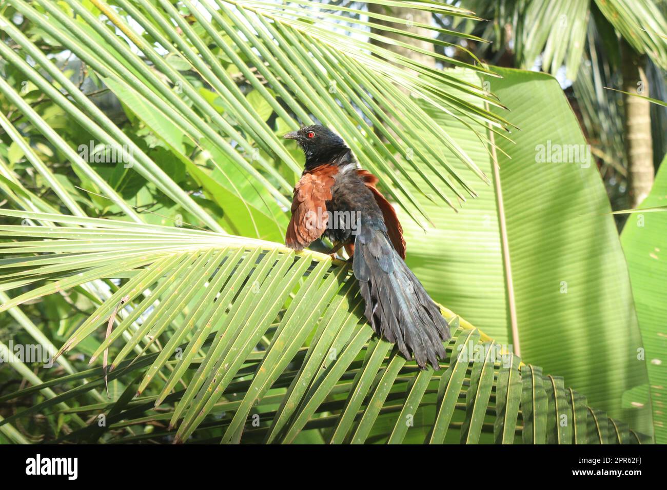 Greater coucal also called an chempoth Stock Photo - Alamy