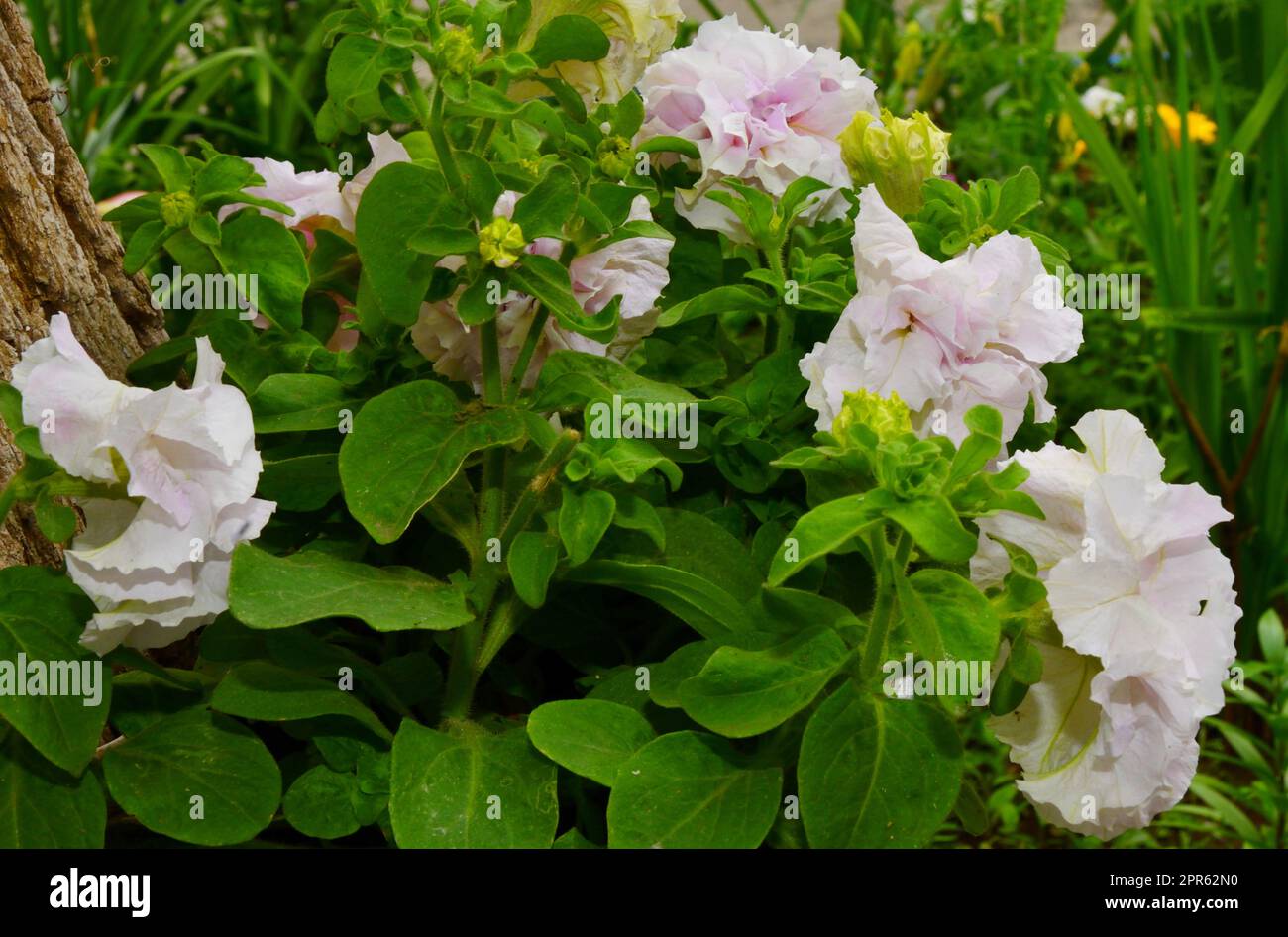 Petunia flower (Latin Petunia) terry varieties Cascade Orchid Mist ...