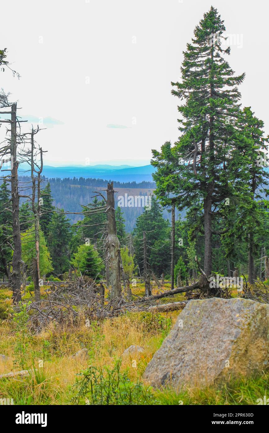 Forest dead fir trees at Brocken mountain peak Harz Germany Stock Photo ...