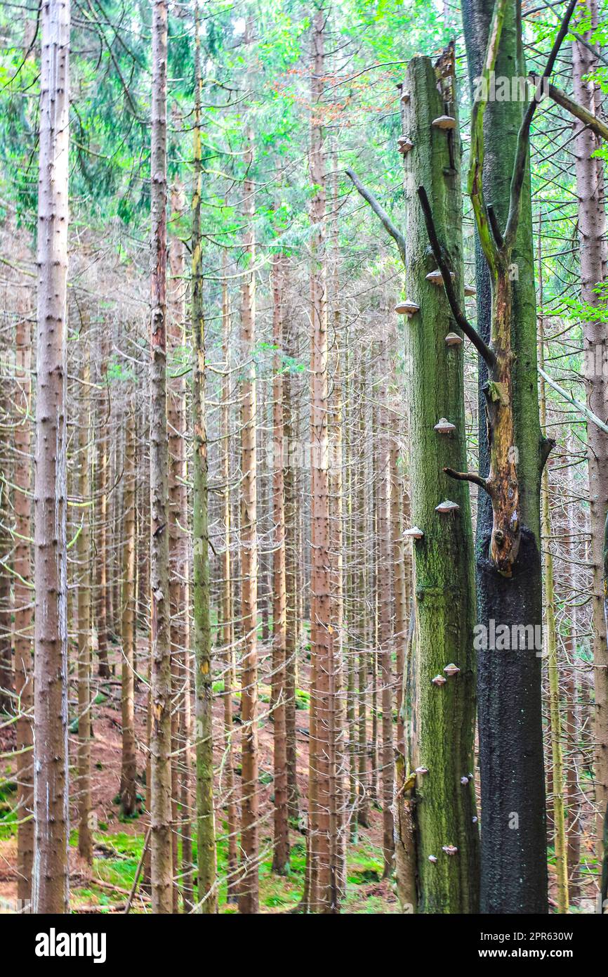 Forest dead fir trees at Brocken mountain peak Harz Germany Stock Photo ...