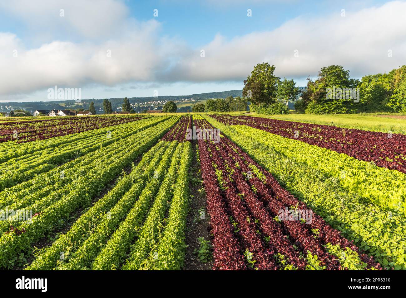 Lettuce fields on Reichenau Island, Lake Constance, Baden-Wuerttemberg ...