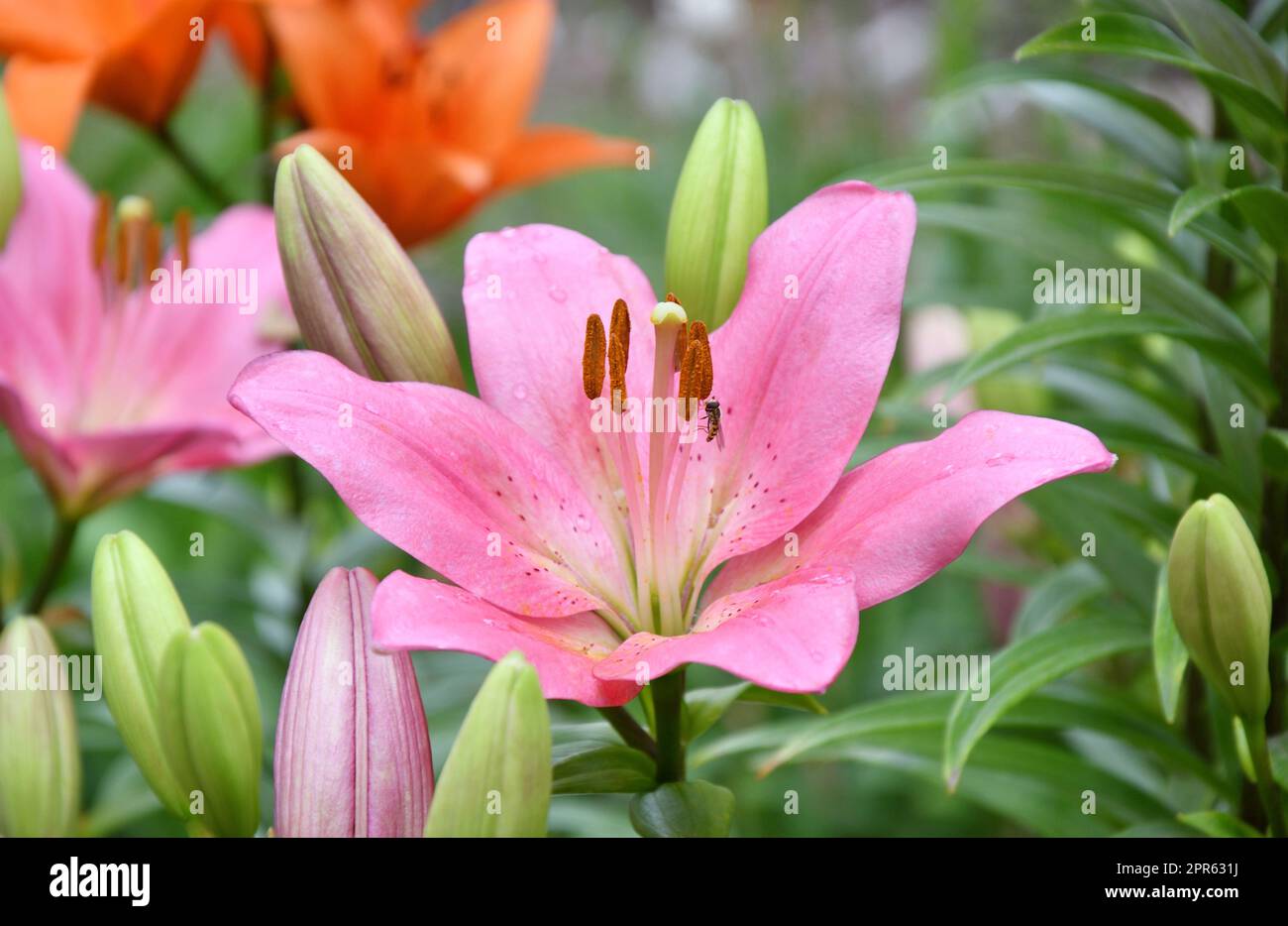 Flower Lily Asian hybrid varieties Demeter light pink after rain Stock ...