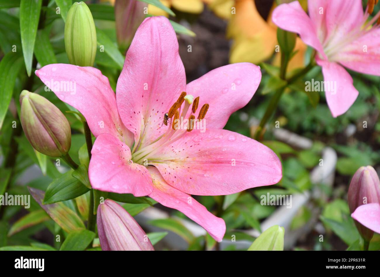 Flower Lily Asian hybrid varieties Demeter light pink after rain Stock ...