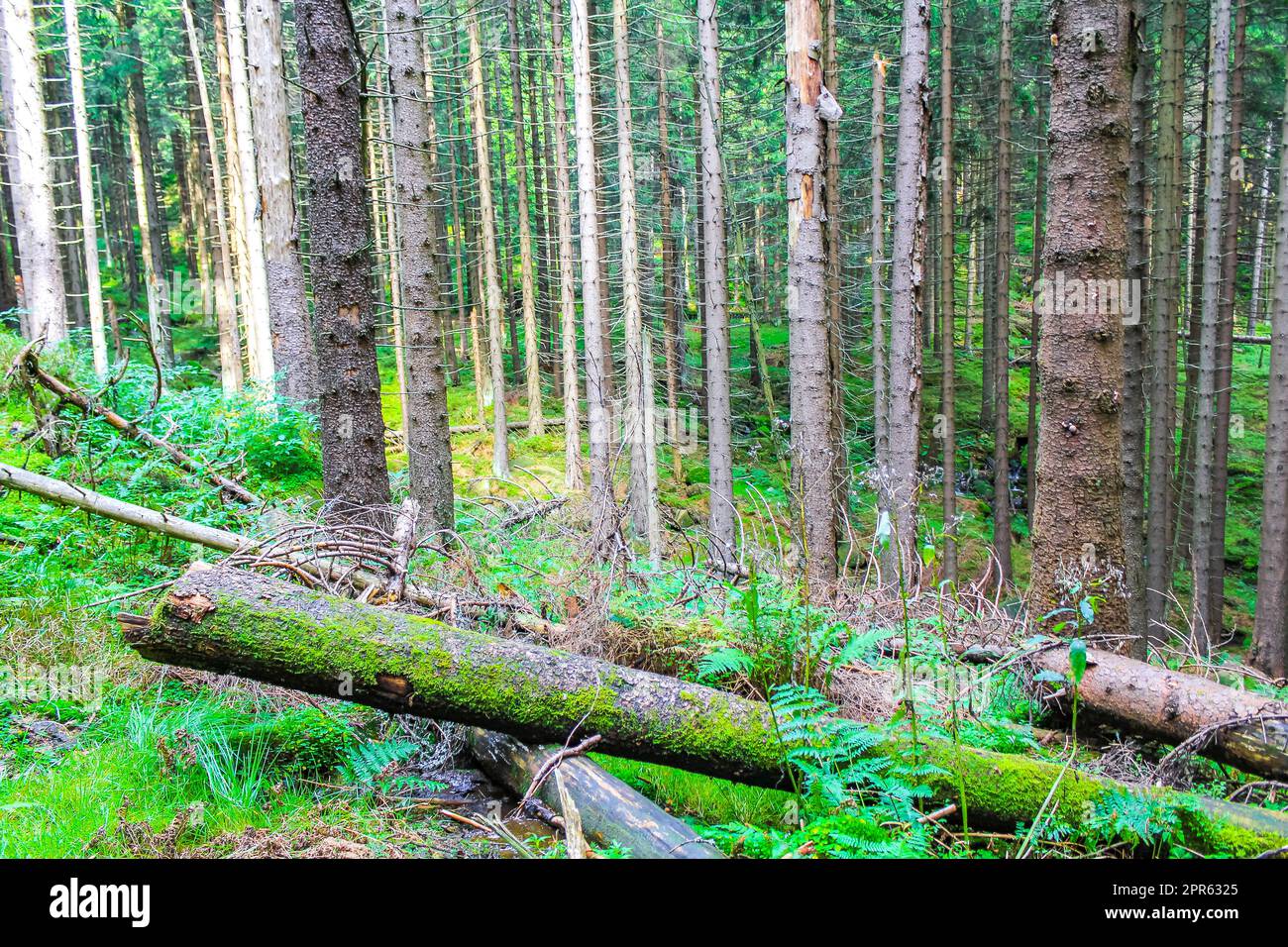 Forest dead fir trees at Brocken mountain peak Harz Germany Stock Photo ...