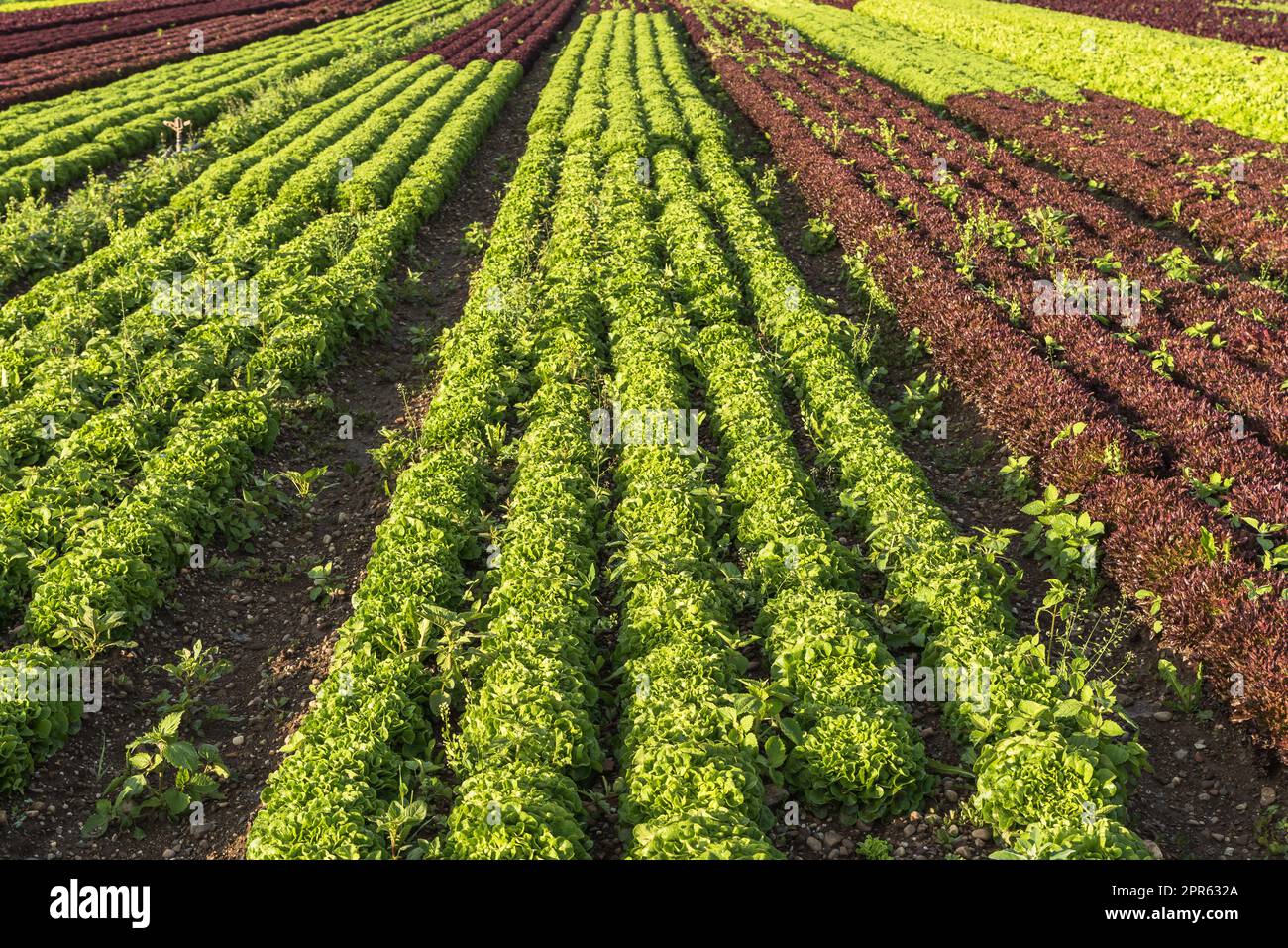 Lettuce fields on Reichenau Island, Lake Constance, Baden-Wuerttemberg ...