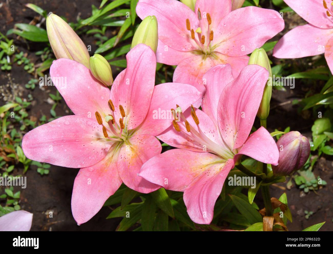 Light pink asiatic lily lilium hybrid hi-res stock photography and ...
