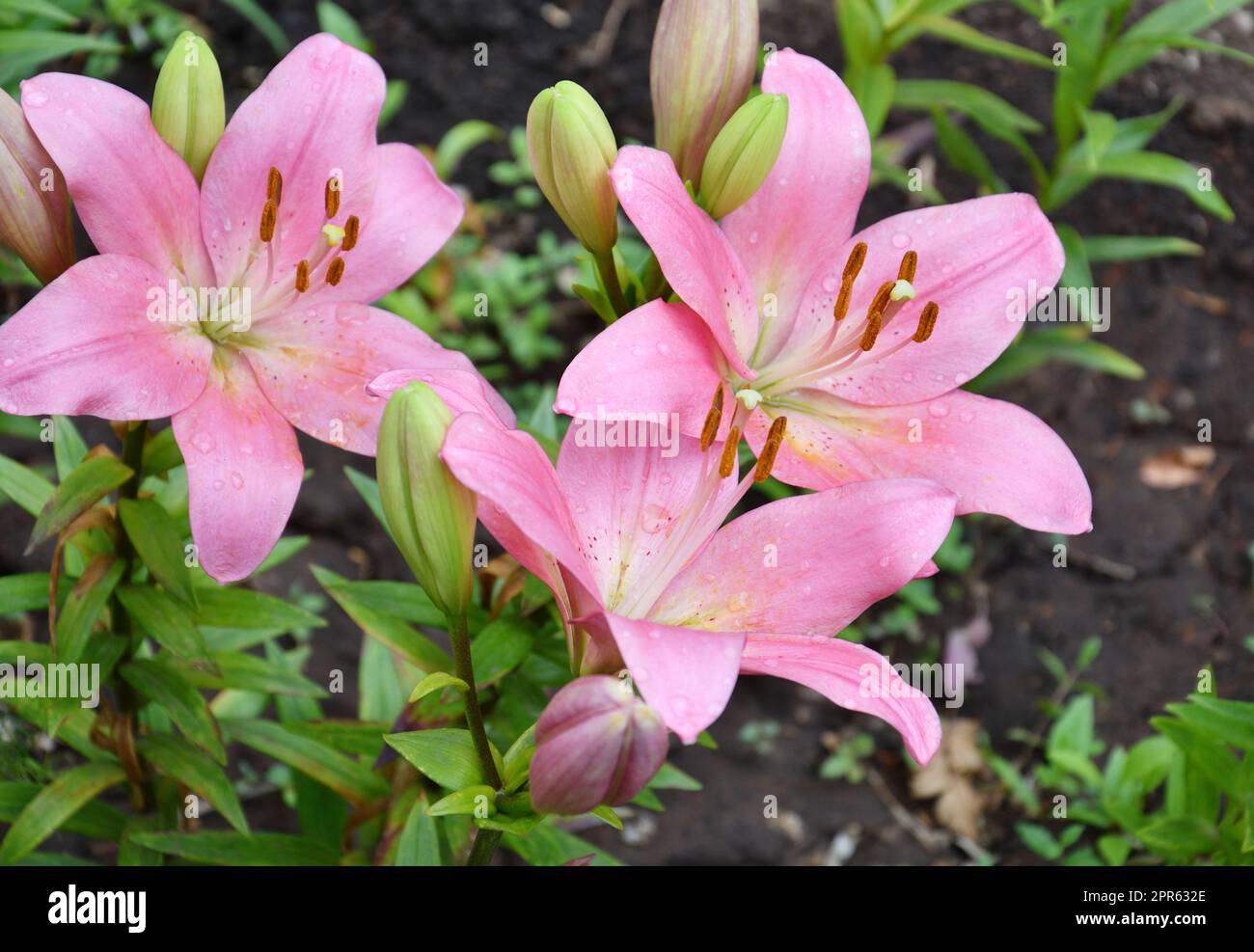 Flower Lily Asian hybrid varieties Demeter light pink after rain Stock ...