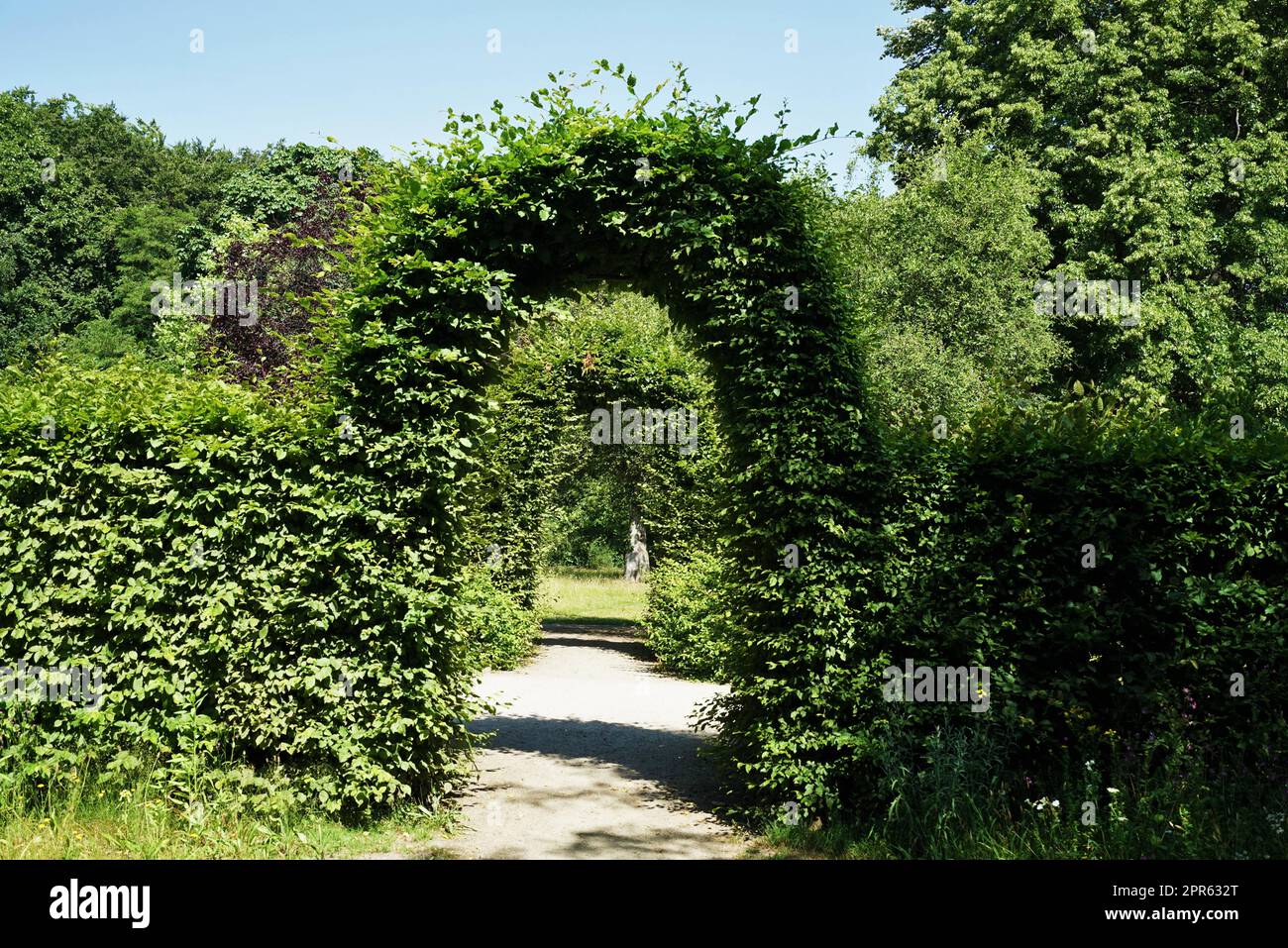Hedge arch in a botanical garden Stock Photo - Alamy