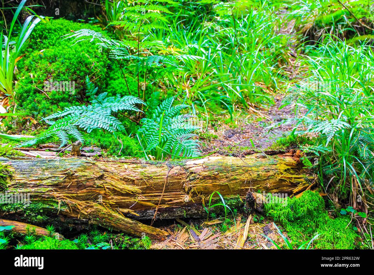 Forest dead fir trees at Brocken mountain peak Harz Germany Stock Photo ...