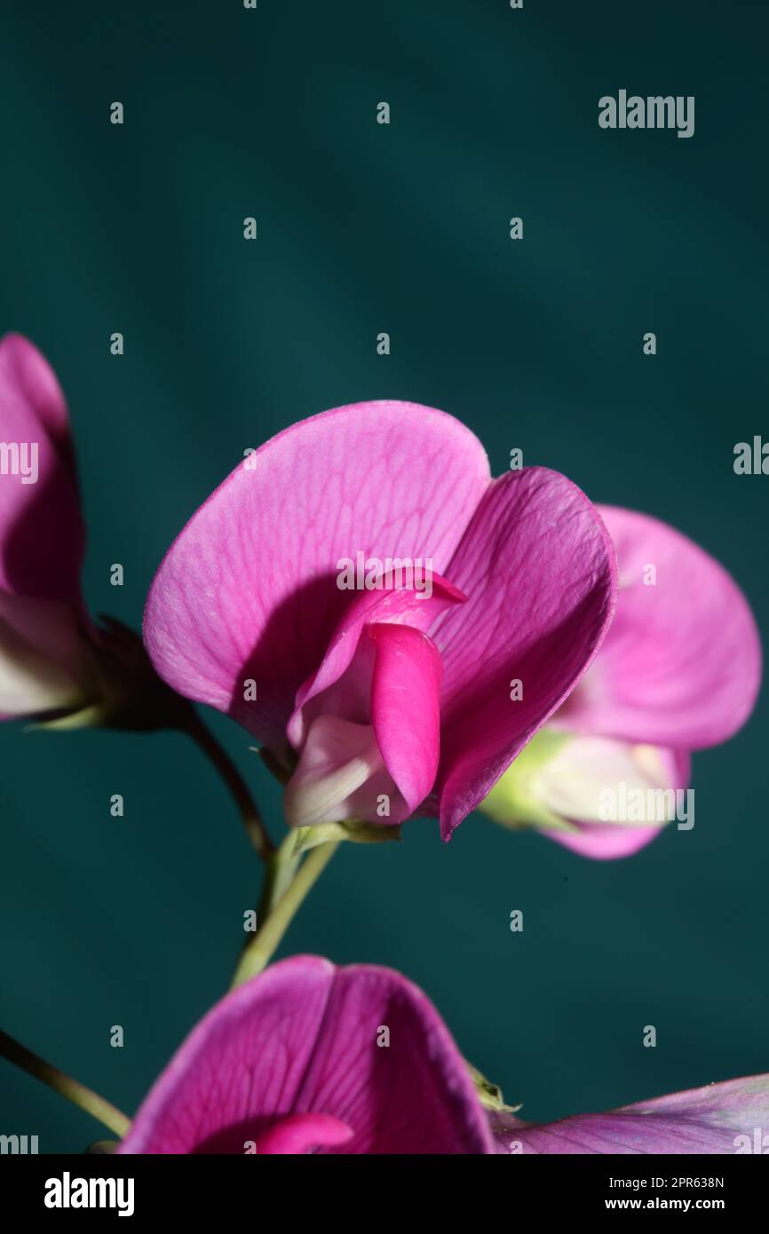 Violet wild climber flower blossoming macro botanical background ...