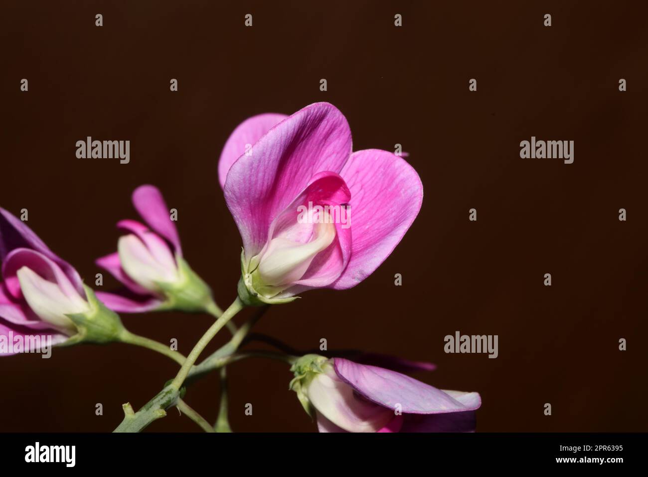 Violet wild climber flower blossoming macro botanical background ...
