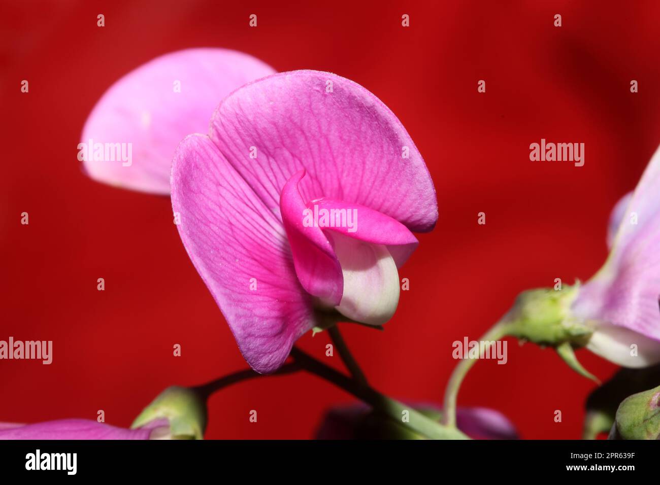 Violet wild climber flower blossoming macro botanical background lathyrus latifolius family ...