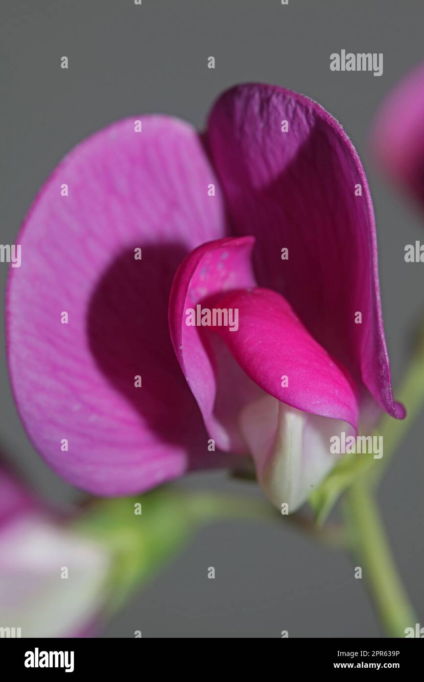 Violet wild climber flower blossoming macro botanical background ...