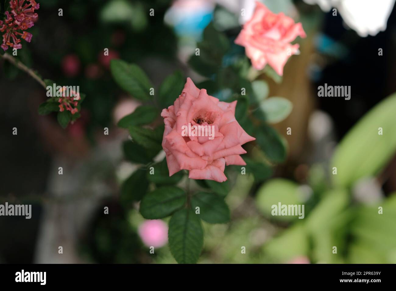 Flower small depth of field hi-res stock photography and images - Alamy