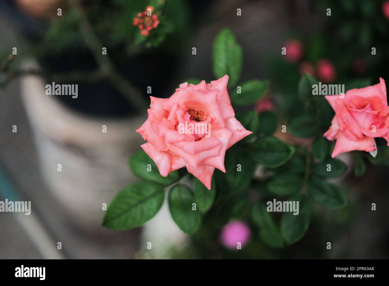 Flower small depth of field hi-res stock photography and images - Alamy