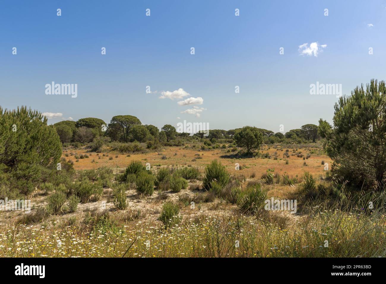 Landscape of Donana National Park in Andalusia, Spain Stock Photo - Alamy