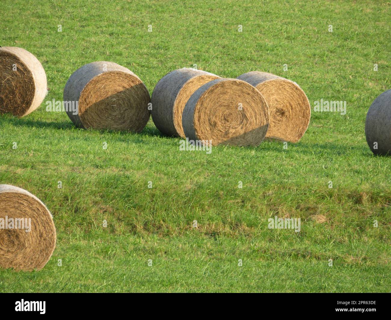 large piles of straw animal feed collection field Stock Photo - Alamy