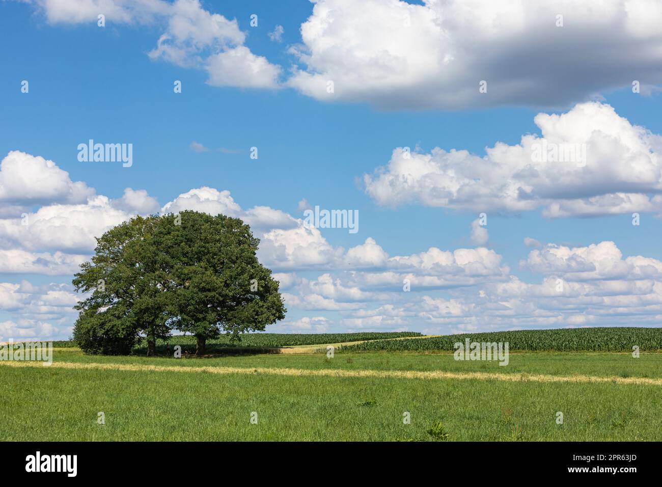 double oak tree on a meadow Stock Photo - Alamy