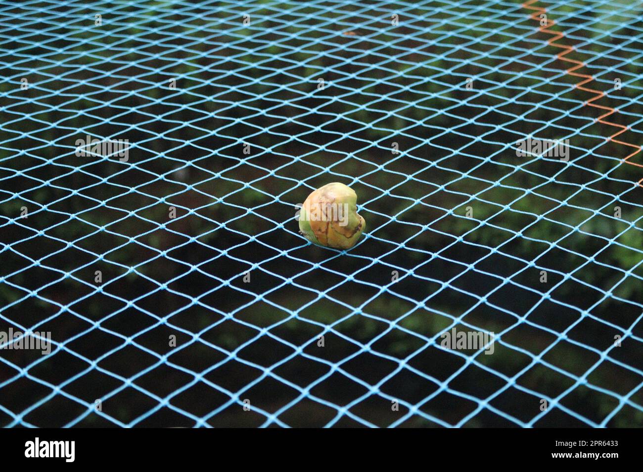 Coconut net hi-res stock photography and images - Alamy
