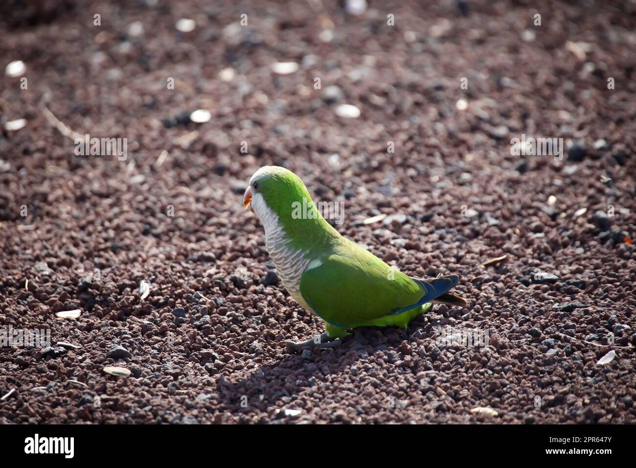 Rich parakeet hi-res stock photography and images - Alamy
