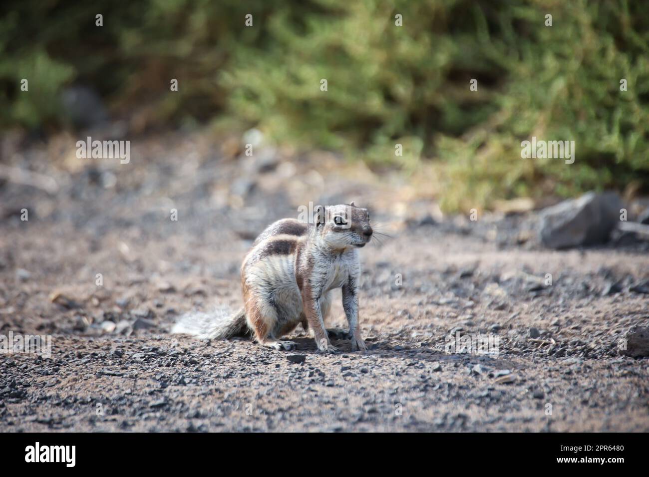 An Atlas squirrel or African ground squirrel in its habitat Stock Photo ...