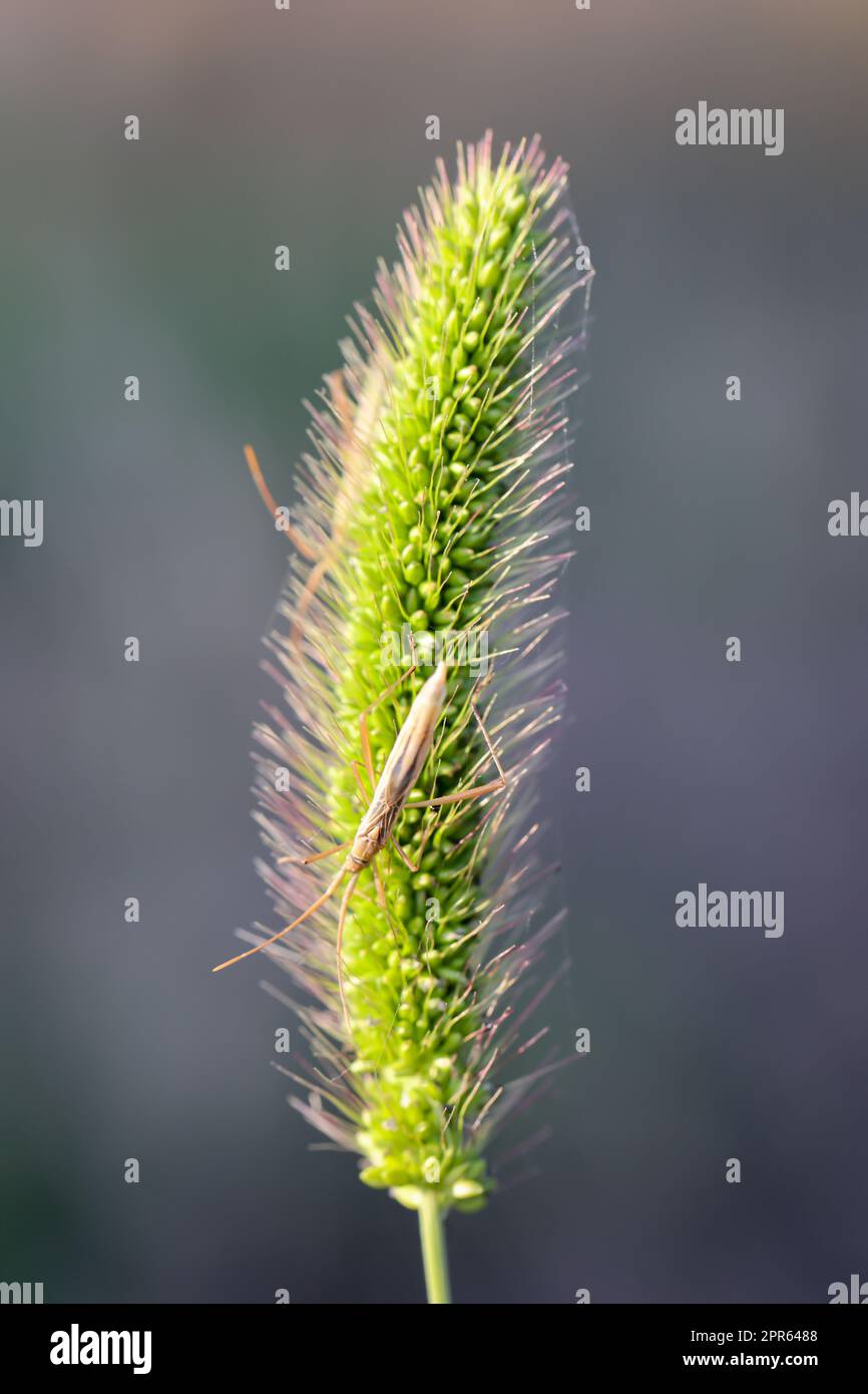 Close up of two specimens of grass ghost on a grass plant Stock Photo ...