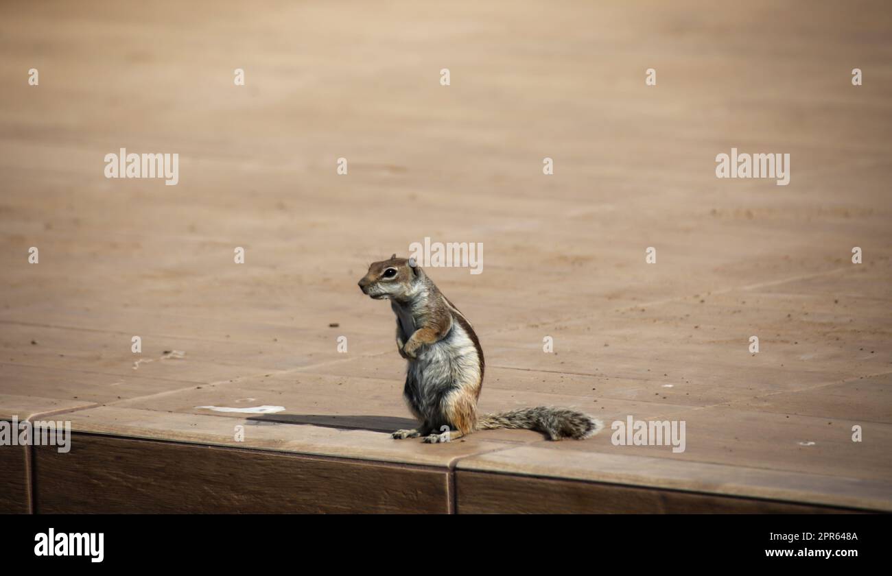 An Atlas squirrel or African ground squirrel in its habitat Stock Photo ...