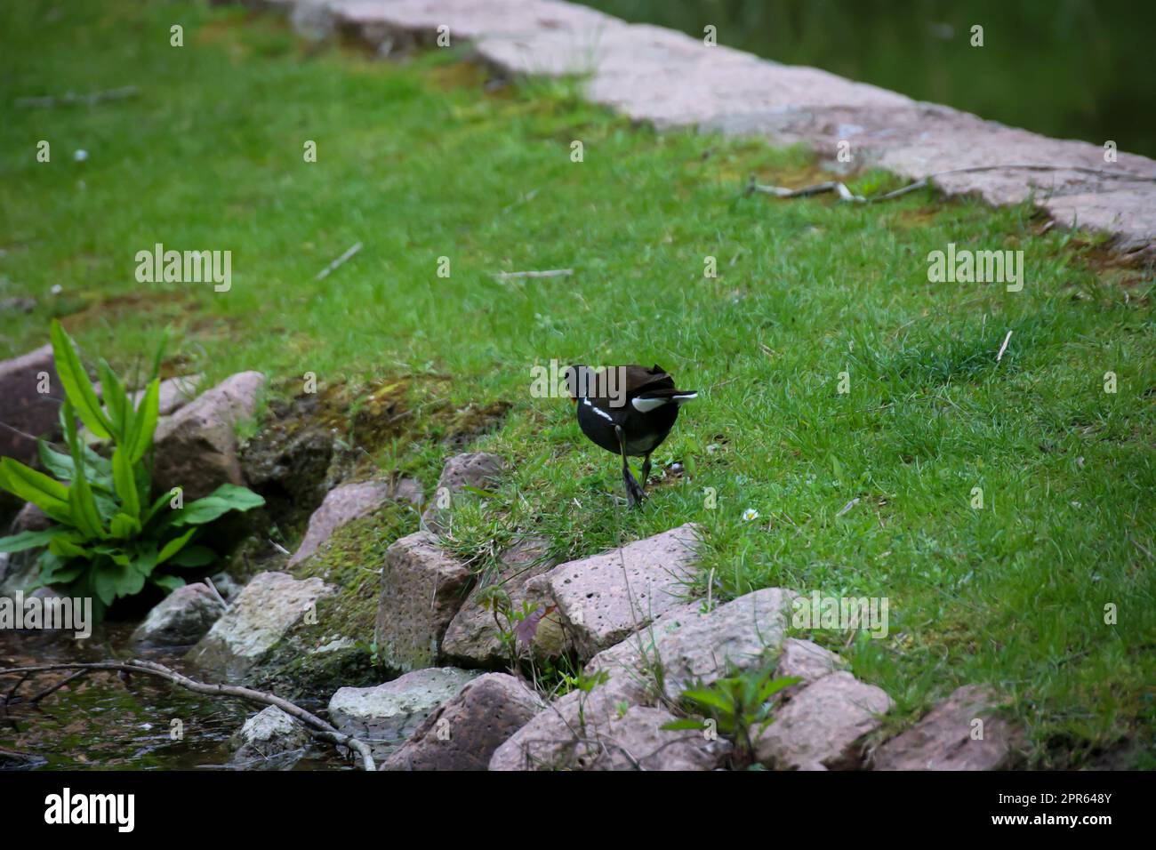 A pond rail, pond hen on the edge of a pond Stock Photo - Alamy
