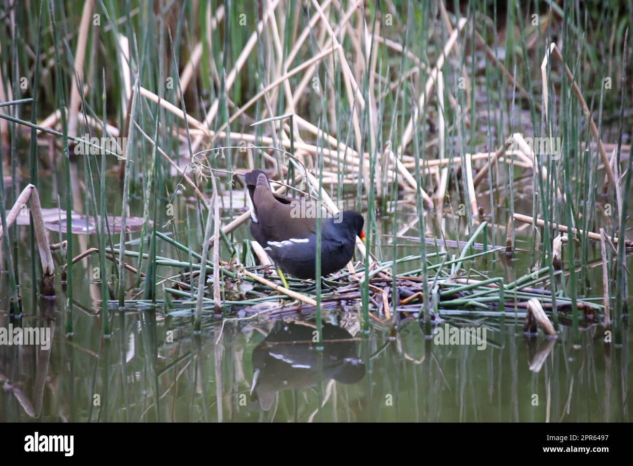 A pond rail, a pond hen on her nest to breed Stock Photo - Alamy
