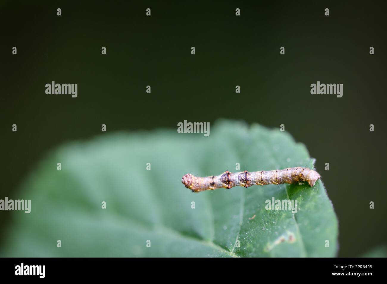 The caterpillar of a moth, frost moth has camouflaged itself as a ...